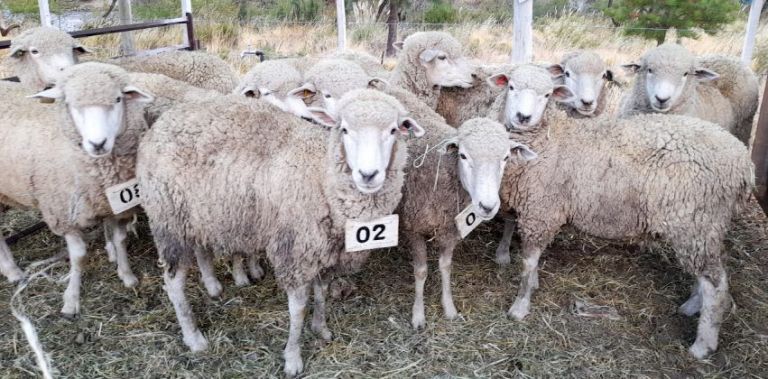 Se viene la Feria de Reproductores, Artesanías y Vellones en Aluminé ...